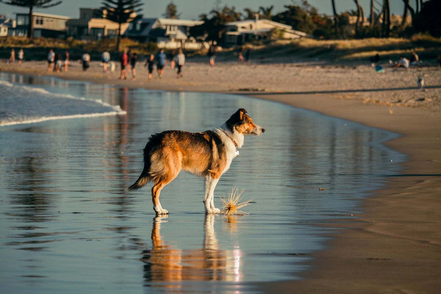 Beat the Heat: Recognizing and Preventing Overheating in Dogs - Off ...